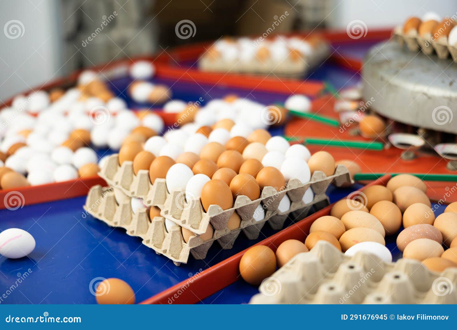 Eggs in Modernized Sorting Shop Stock Image - Image of chicken ...