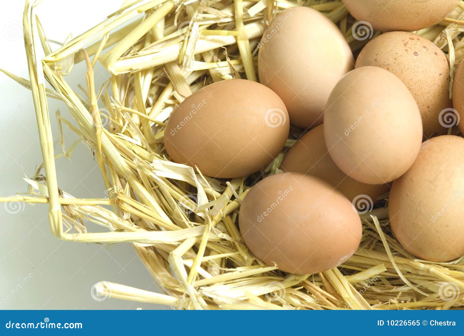 Eggs in a nest stock image. Image of nature, landlife - 10226565