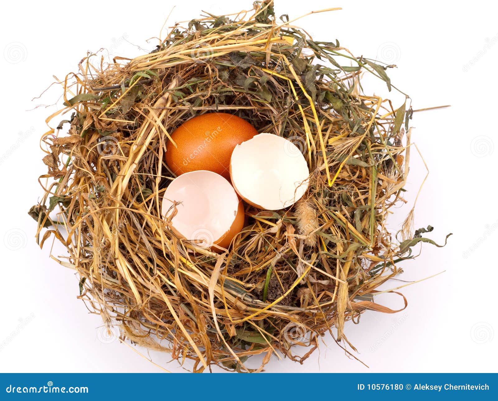 Eggs in the nest stock photo. Image of isolated, close - 10576180
