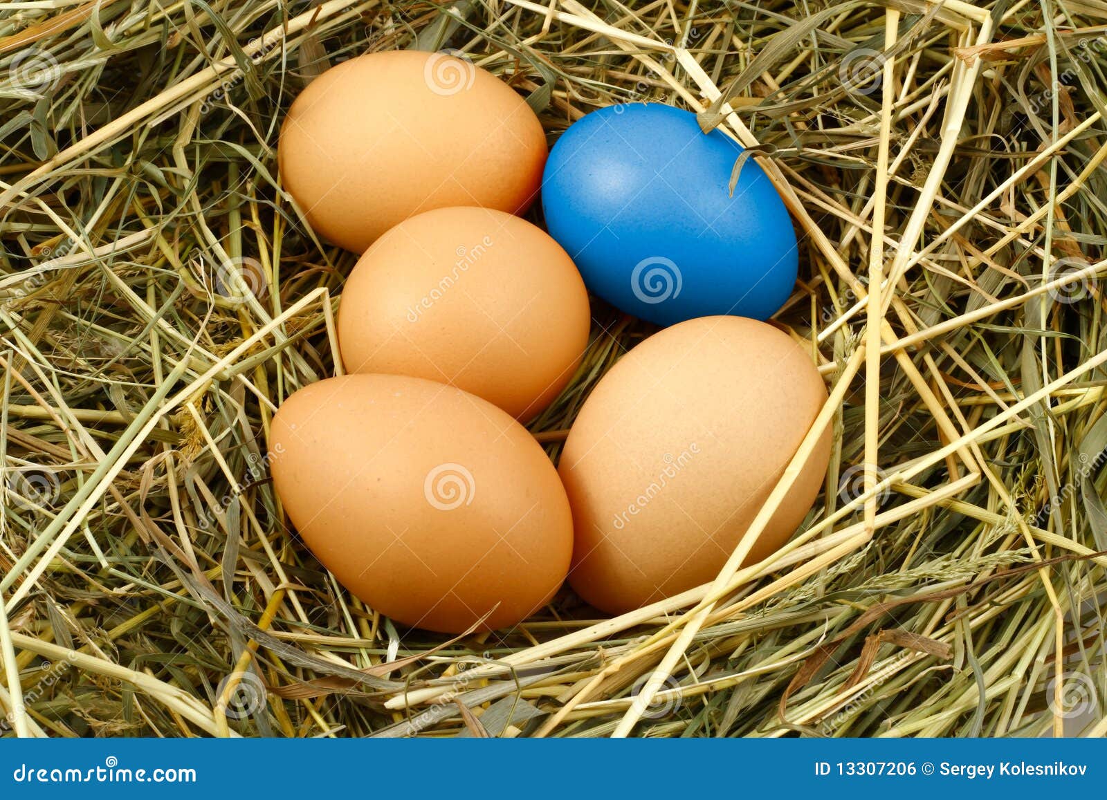 Eggs in the nest stock photo. Image of grass, fresh, paint - 13307206