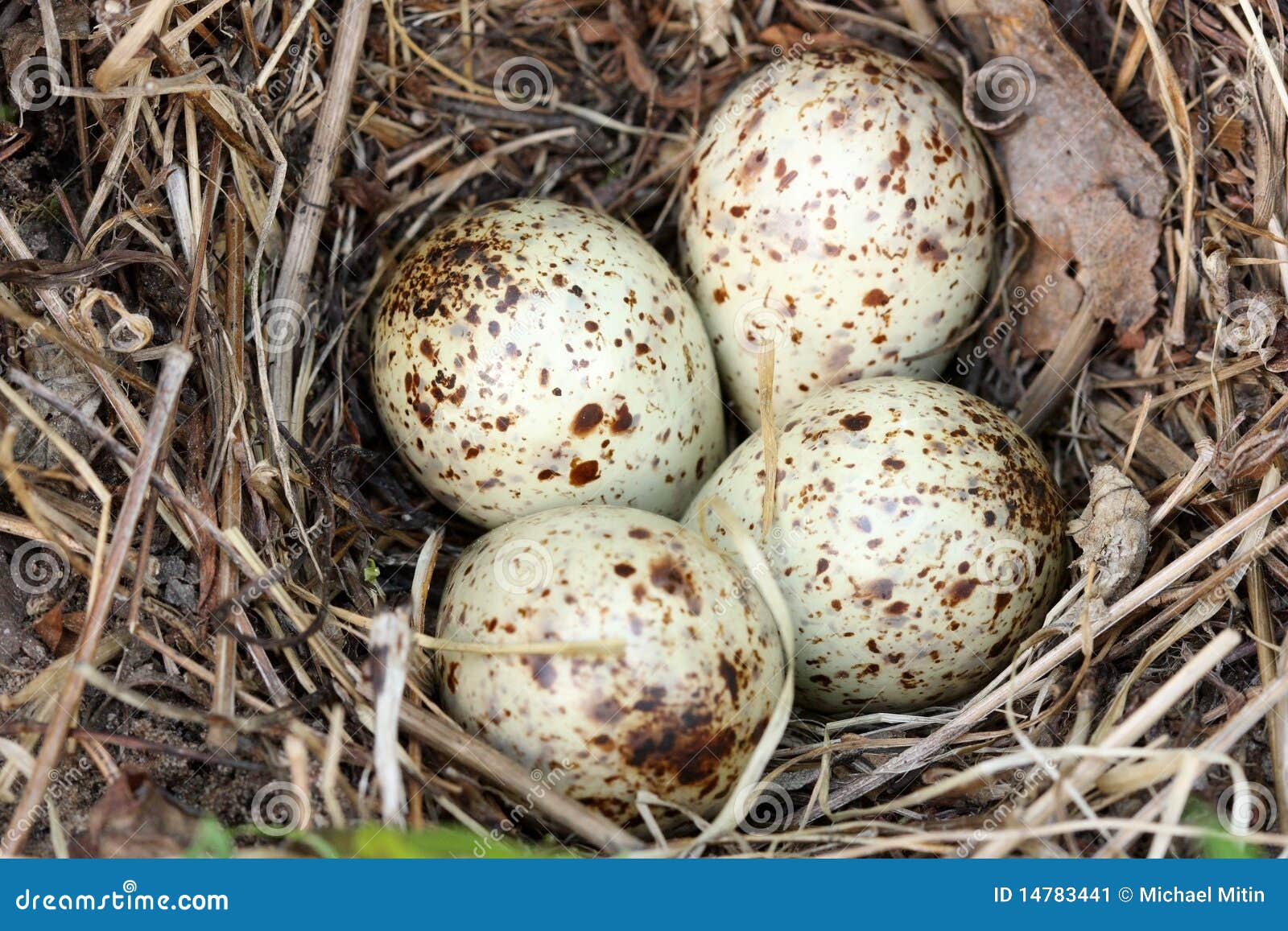 Eggs in the nest stock image. Image of speckled, nest - 14783441