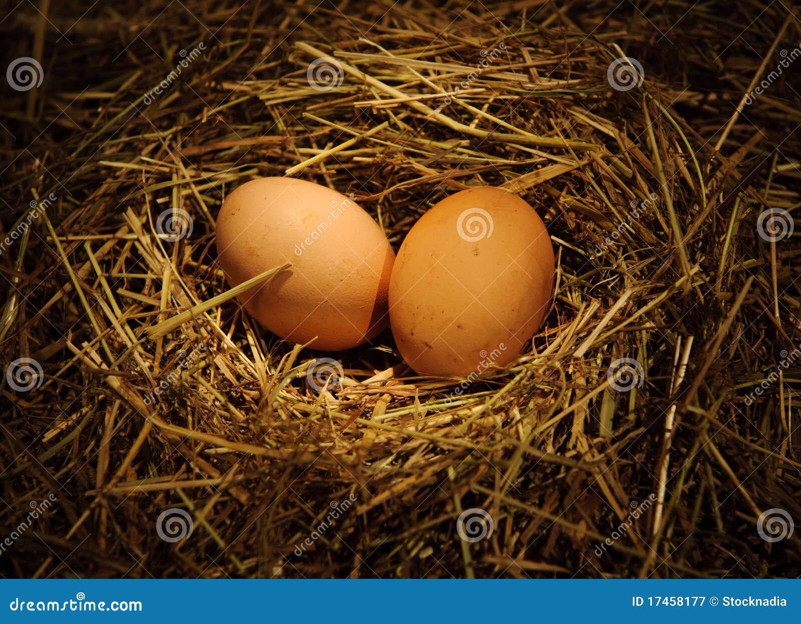 Eggs in the nest stock image. Image of diet, still, closeup - 17458177
