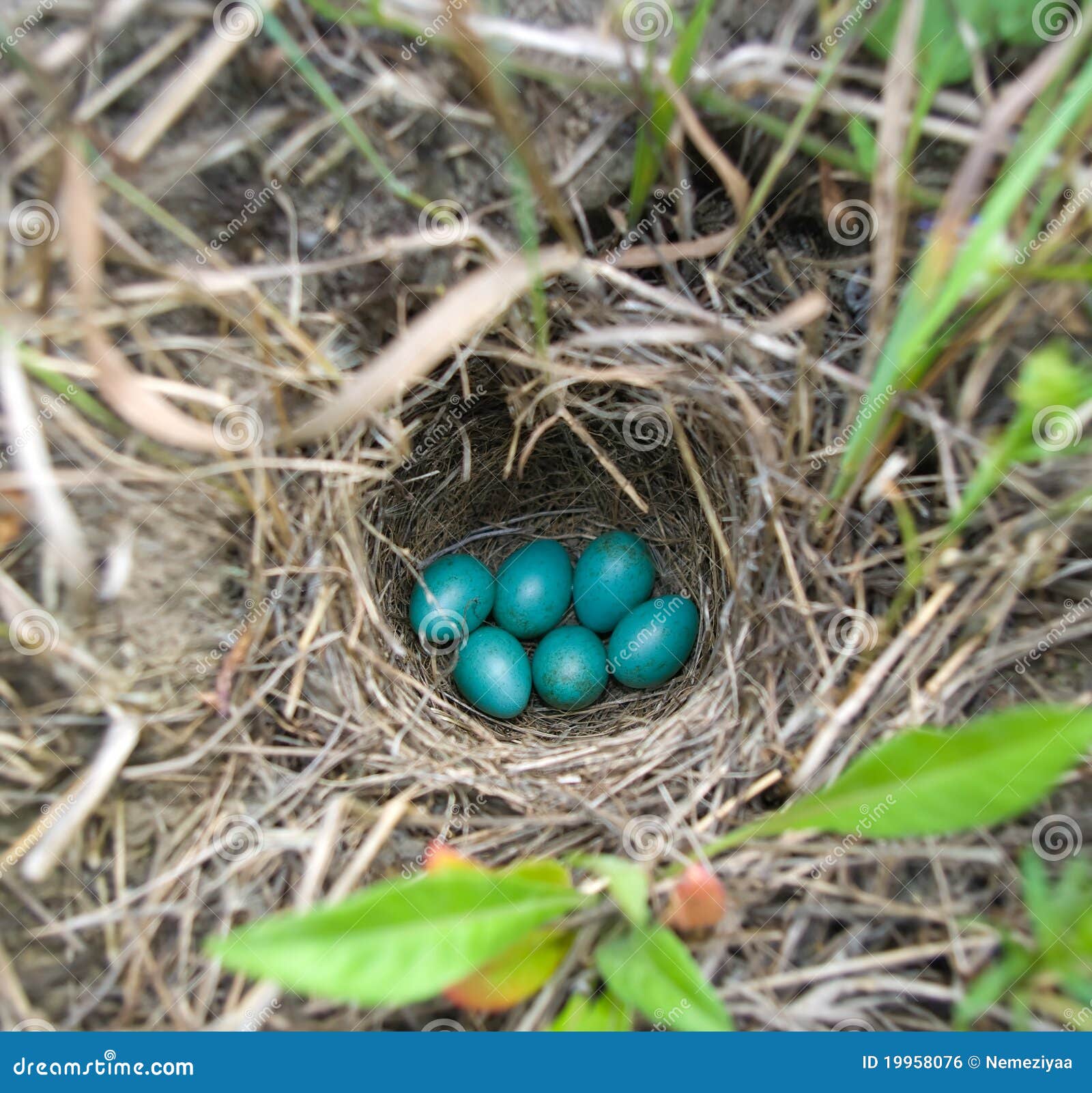 Eggs in a nest. stock photo. Image of offspring, forest - 19958076
