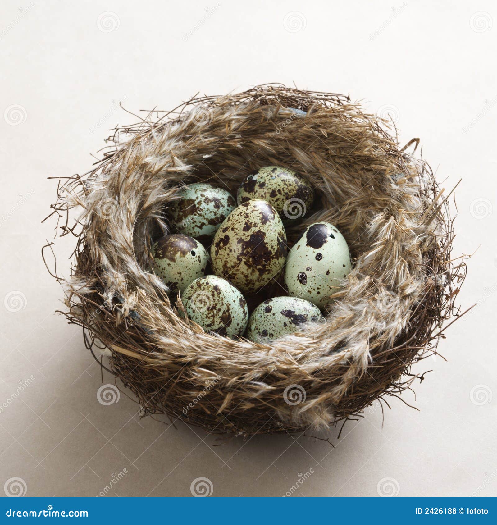 Eggs in nest. stock photo. Image of nest, cluster, life - 2426188