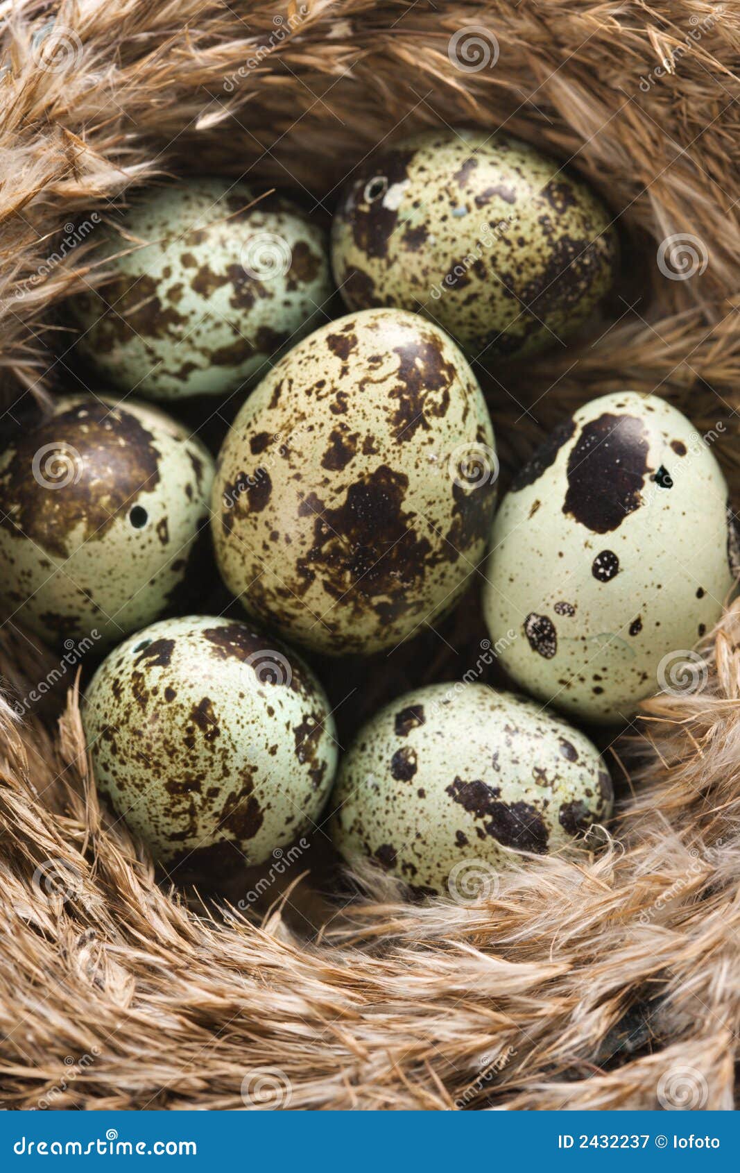 Eggs in nest. stock image. Image of growth, infertility - 2432237