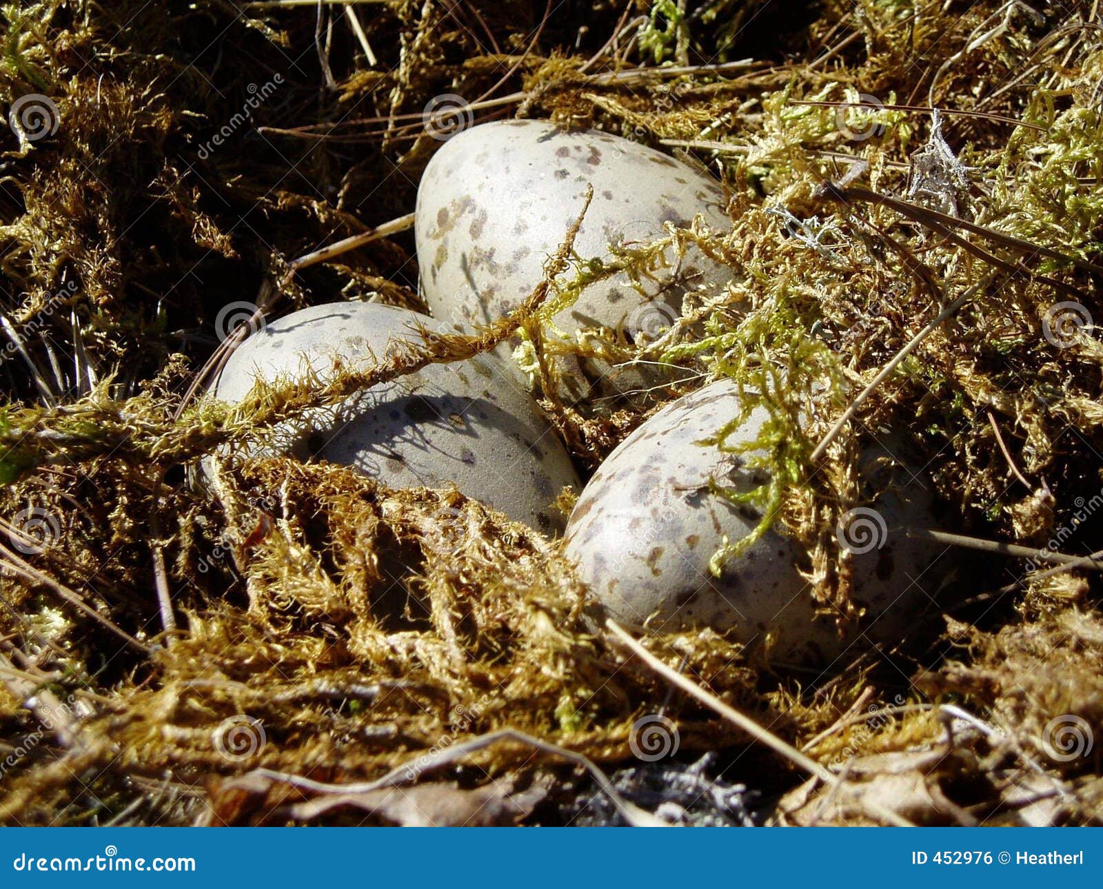 Eggs in a nest stock photo. Image of nature, shell, three - 452976