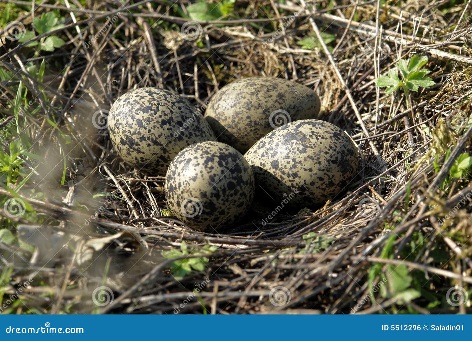 Eggs nest stock photo. Image of spotted, nest, eggs, textured - 5512296