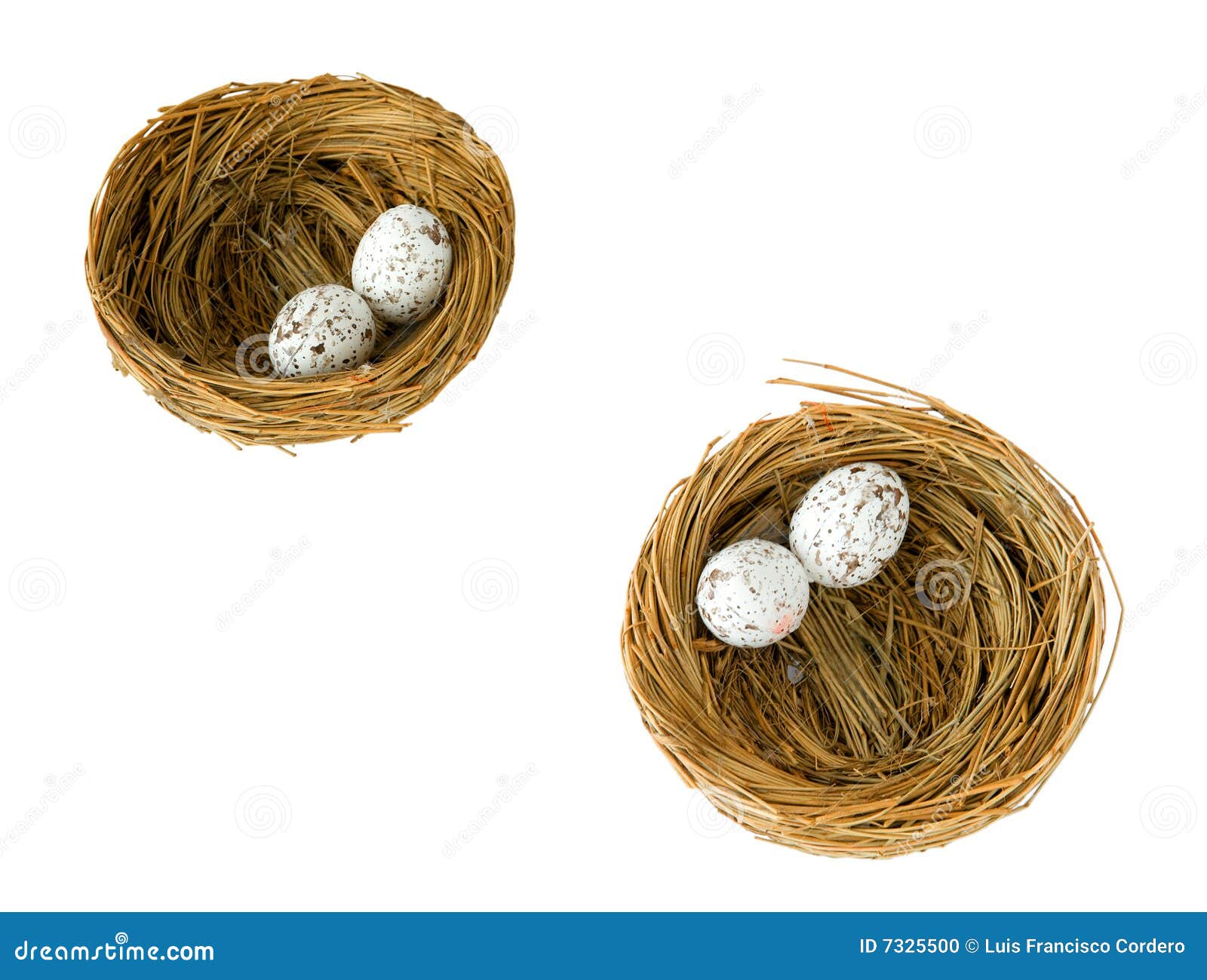 Eggs in a nest stock photo. Image of nestling, born, create - 7325500