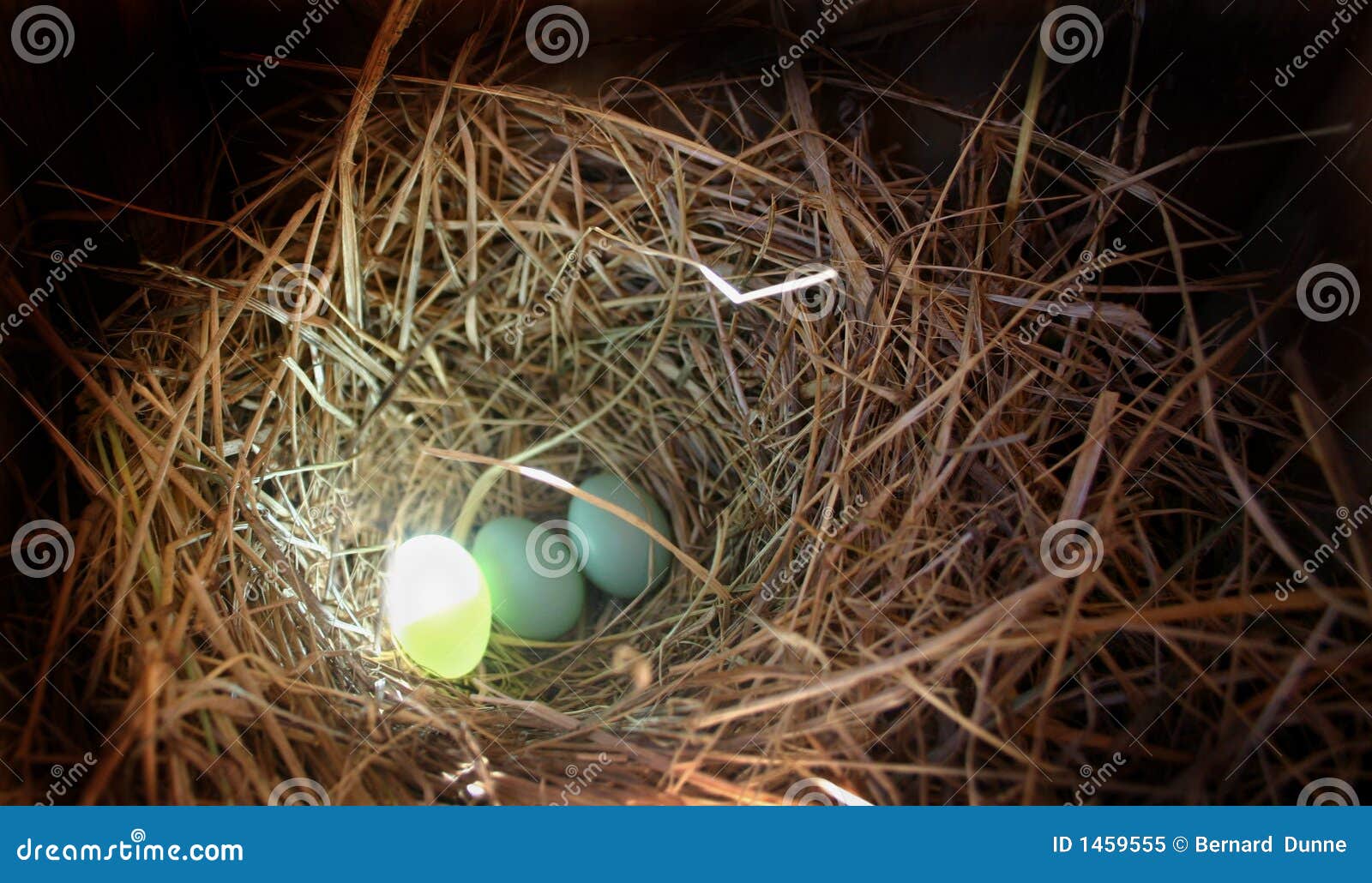 Eggs in nest with a glow stock image. Image of creatures - 1459555