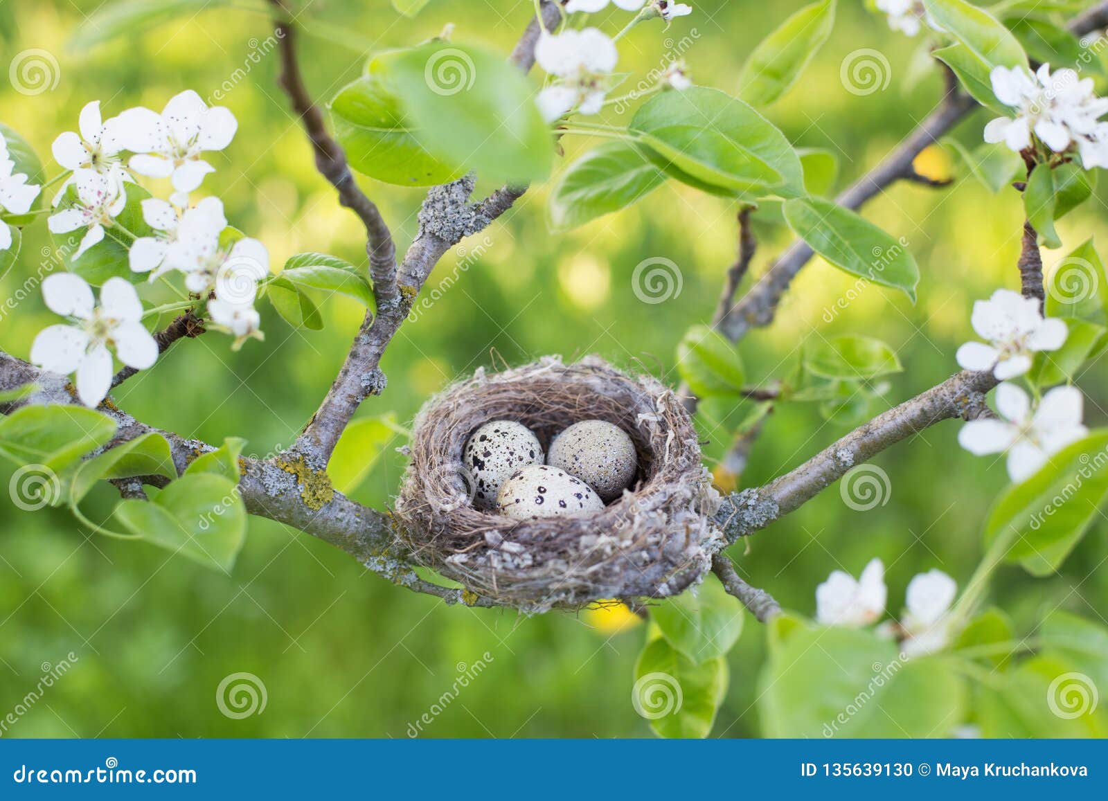 Eggs in nest outdoor stock photo. Image of garden, nature - 135639130