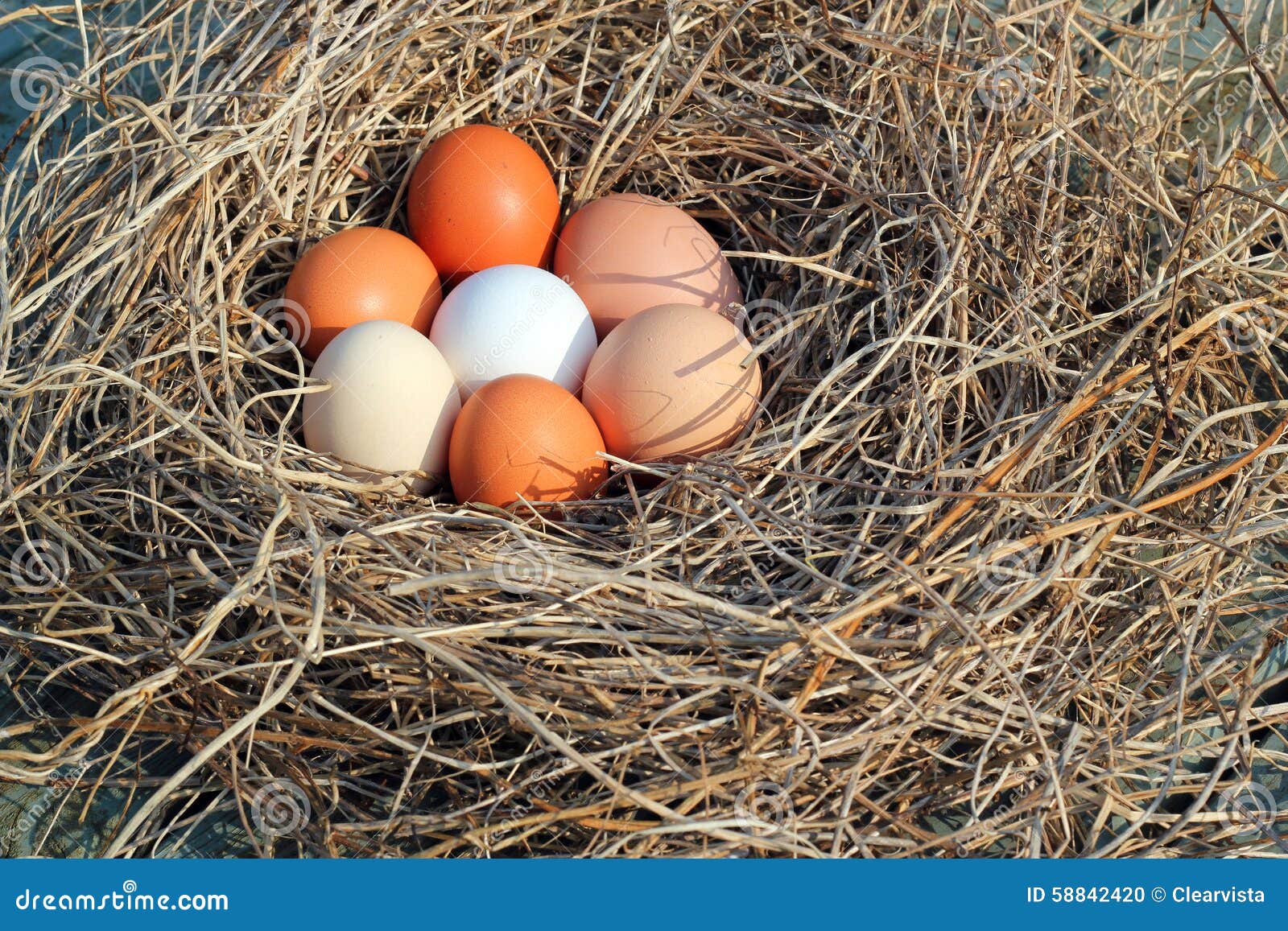 Eggs in a nest. stock photo. Image of wildlife, bird - 58842420