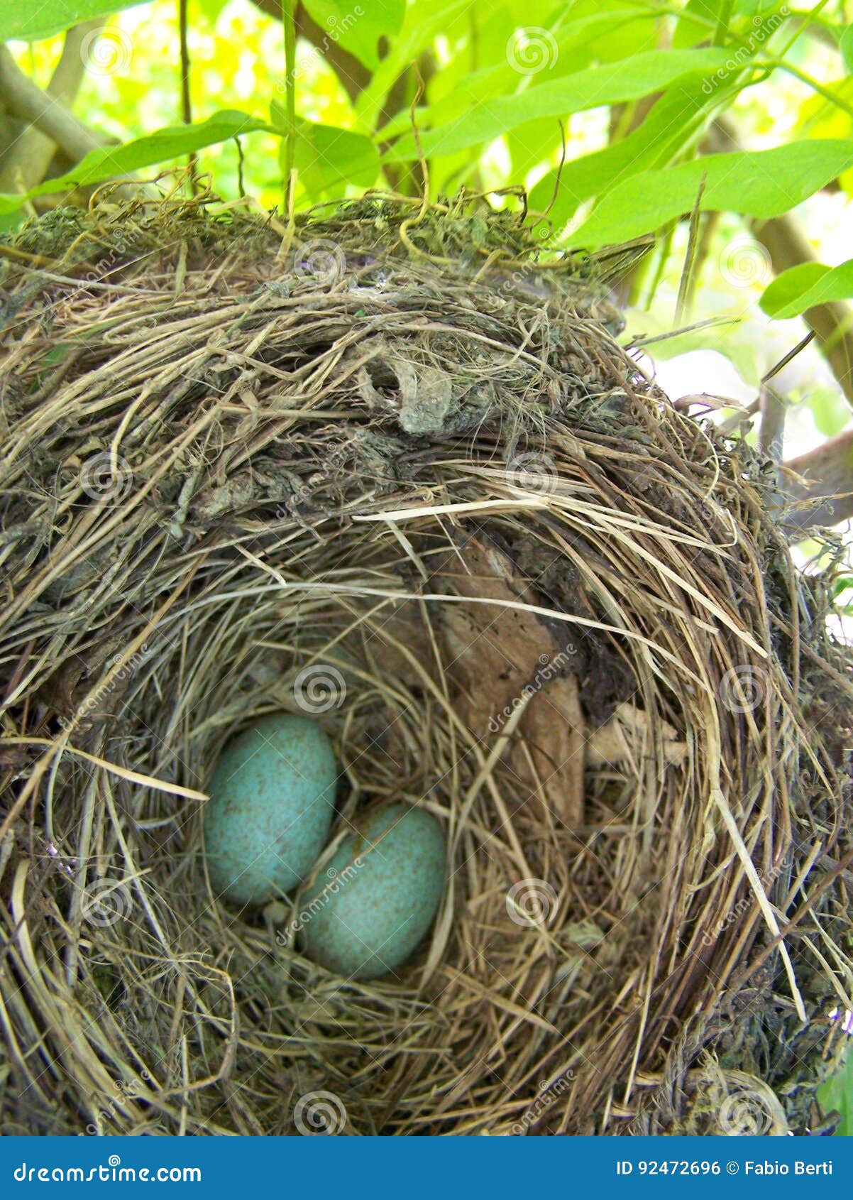 Eggs in the Nest on the Tree Stock Photo - Image of buds, brown: 92472696