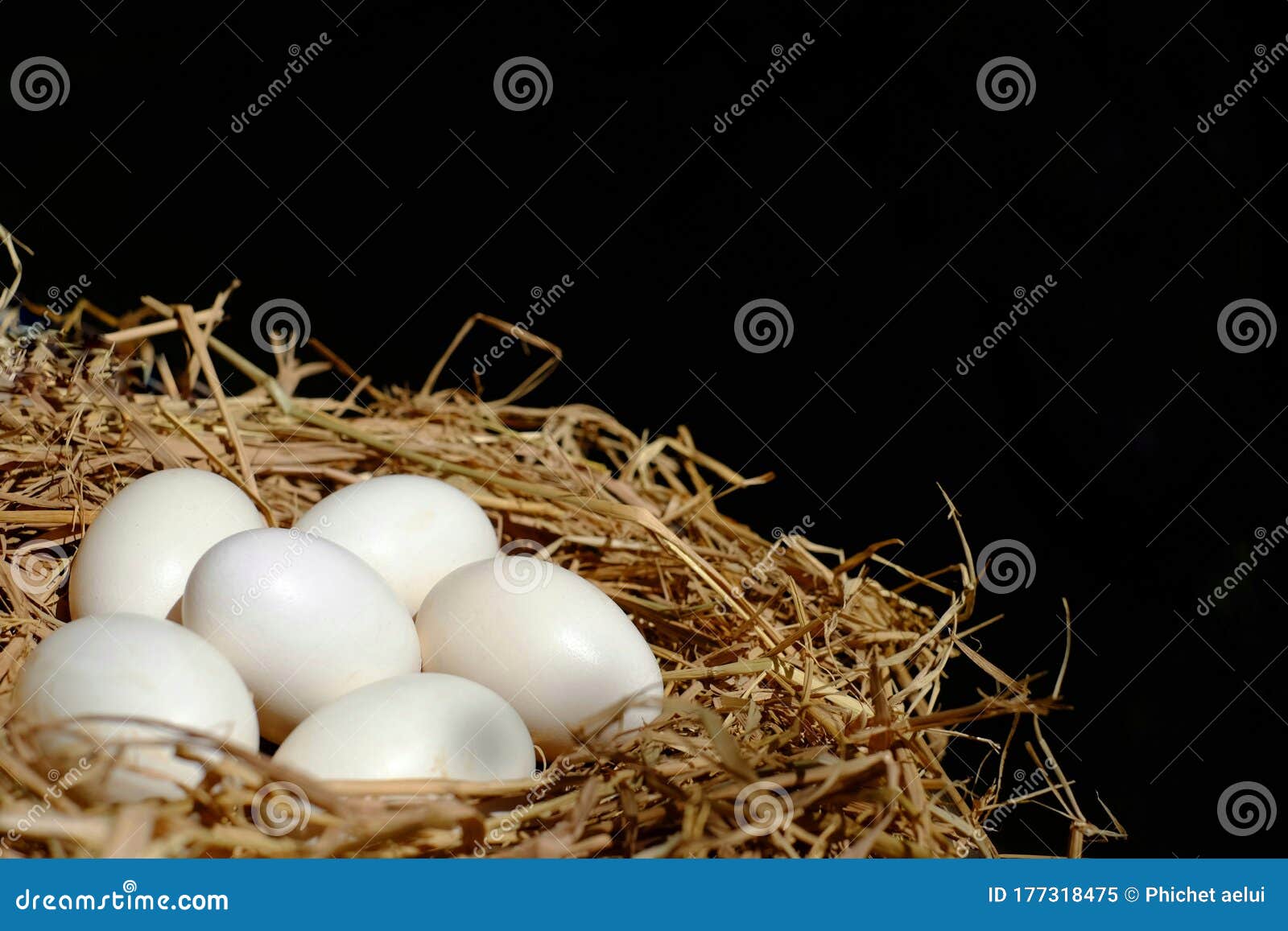 The Eggs in the Nests of the these Native Breeders Were Raised in the ...