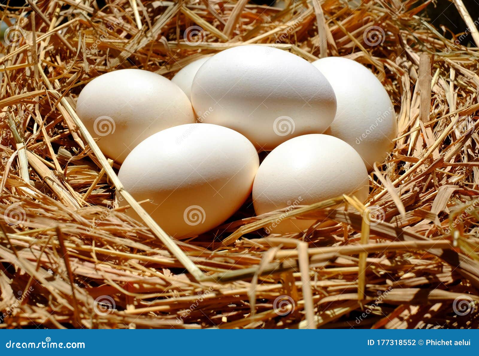 The Eggs in the Nests of the these Native Breeders Were Raised in the ...