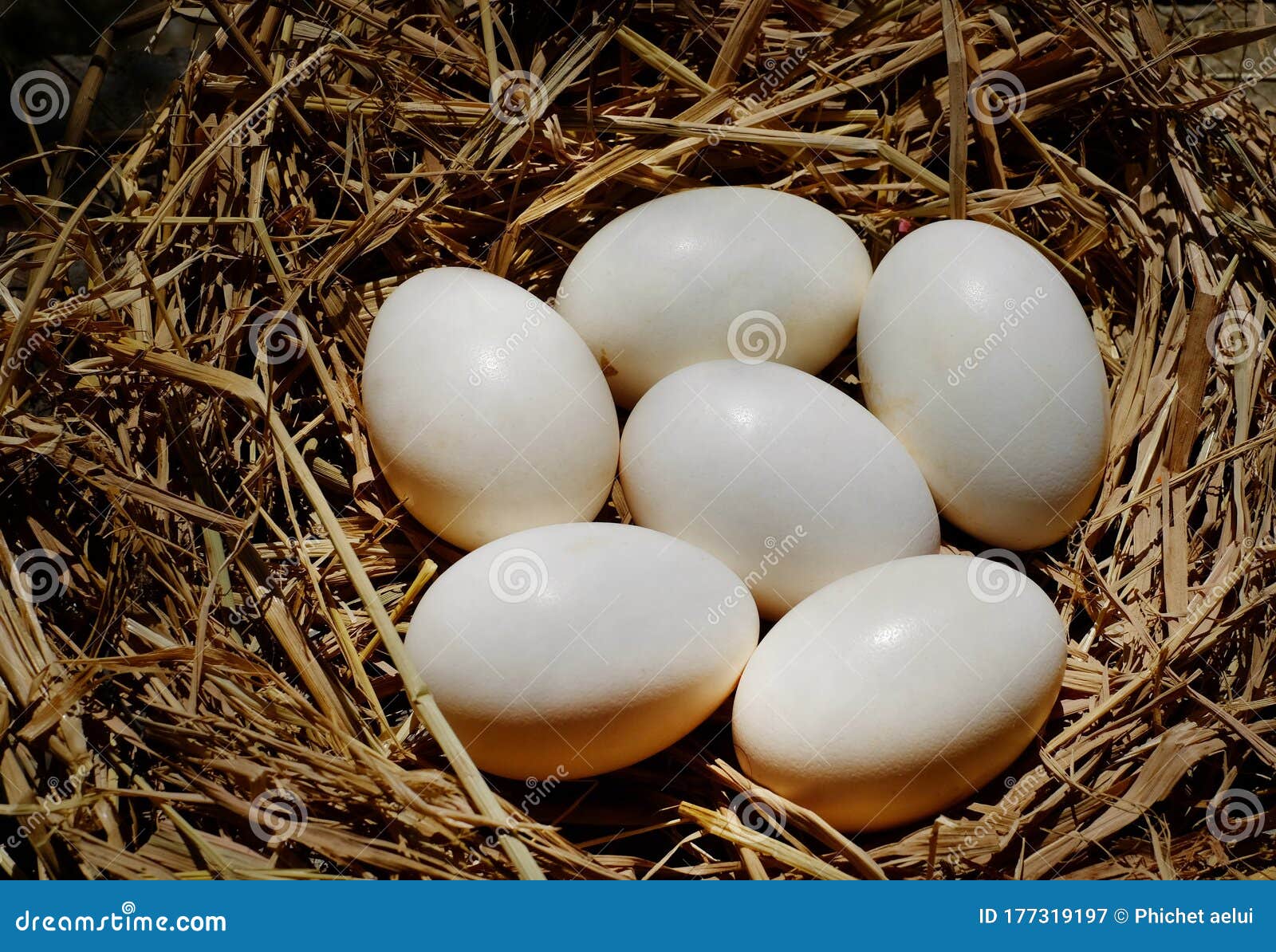 The Eggs in the Nests of the these Native Breeders Were Raised in the ...