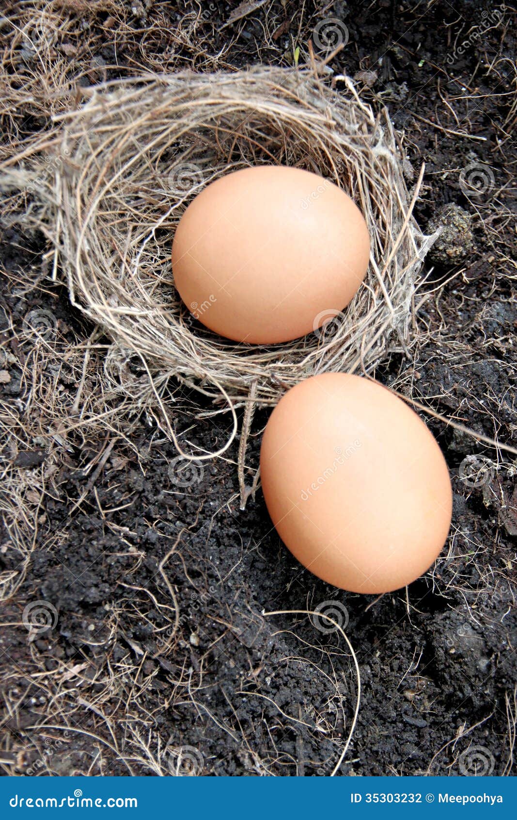 Eggs in Nests Placed on Ground. Stock Photo - Image of ground, farm ...