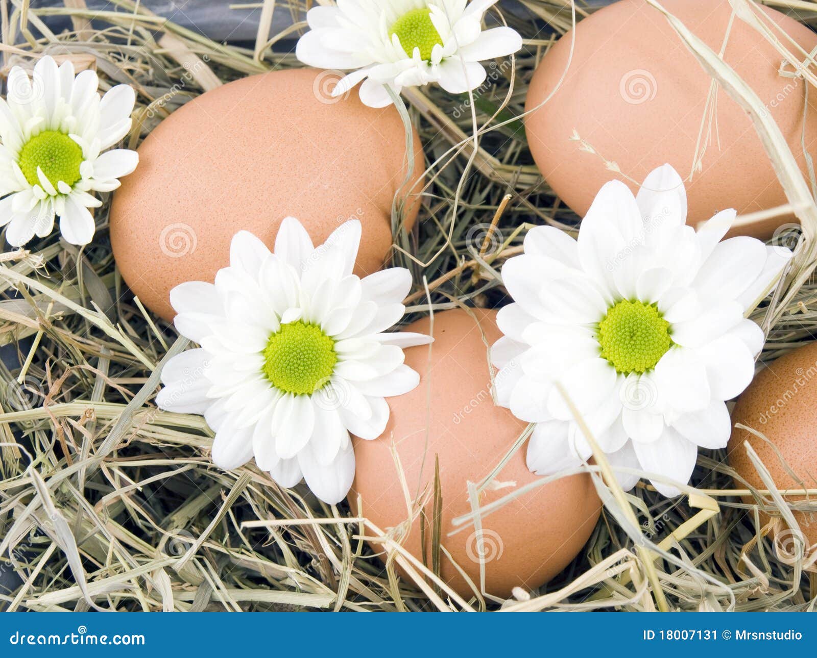 Eggs and Oxeye Daisy Flower Lying on Hay Stock Image - Image of wooden ...