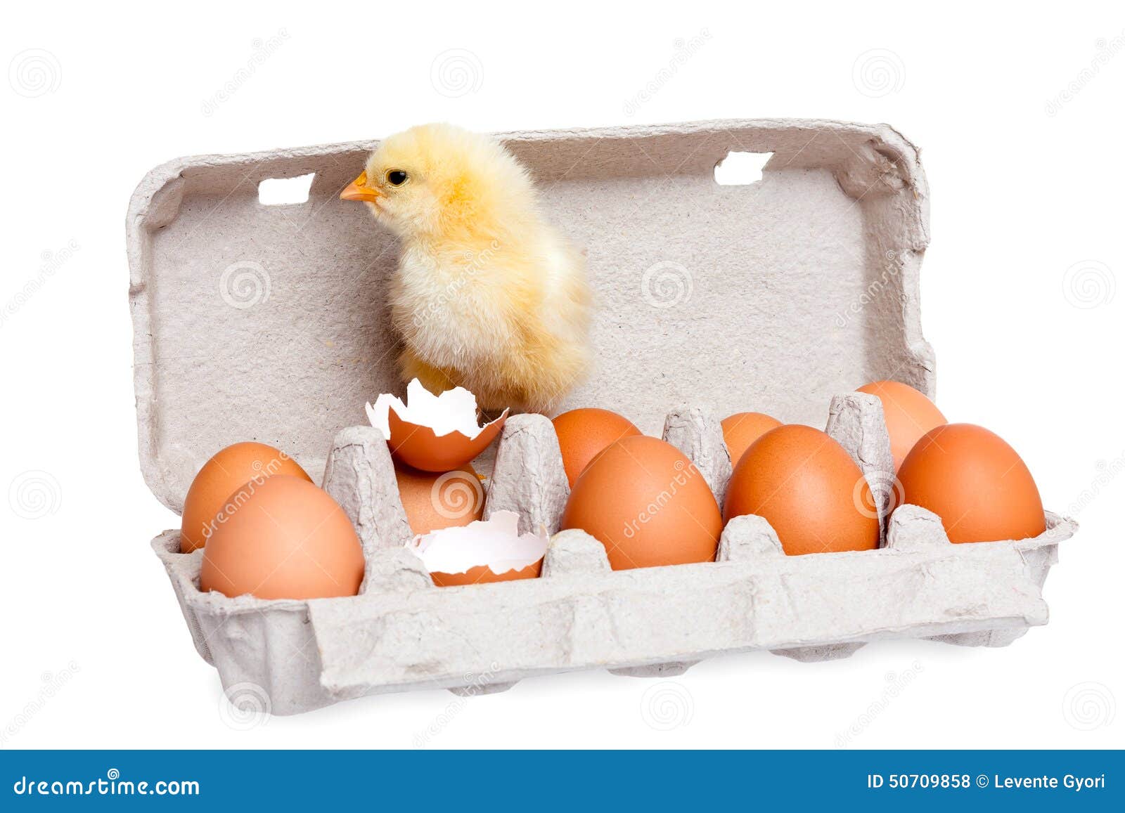 Eggs in the Package with Cute Baby Chick Stock Photo - Image of beak ...