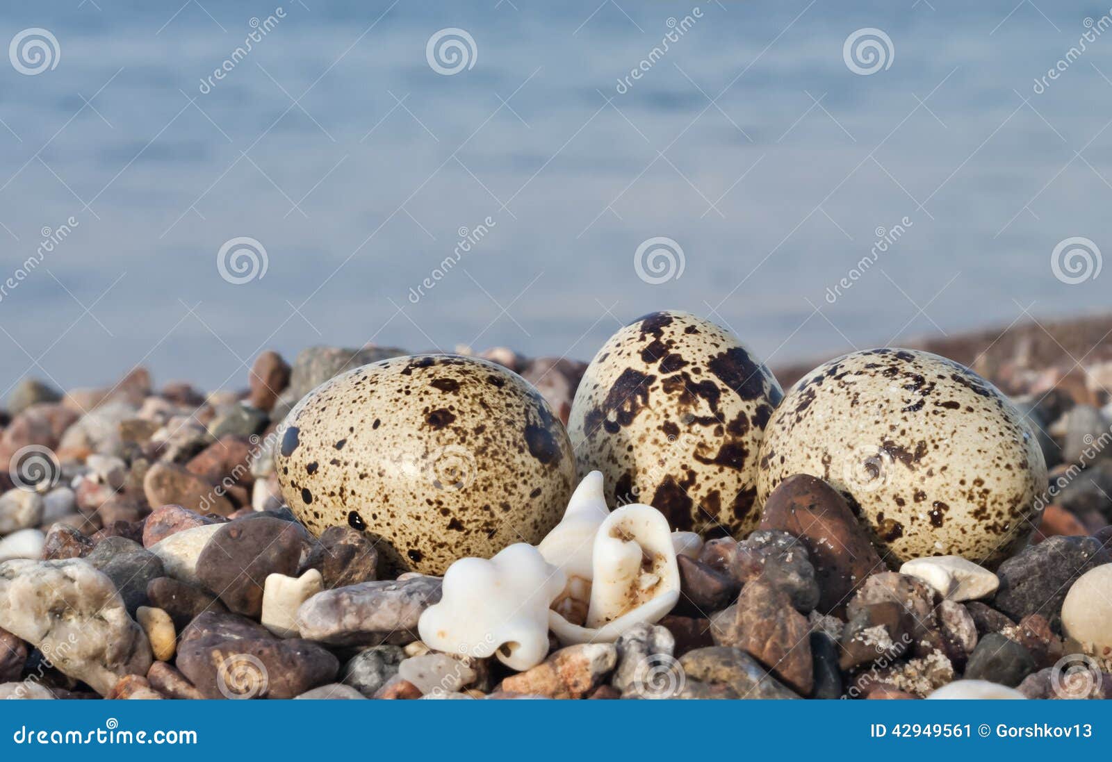 Eggs of Quail on Stony Beach Stock Image - Image of easter, nutritious ...