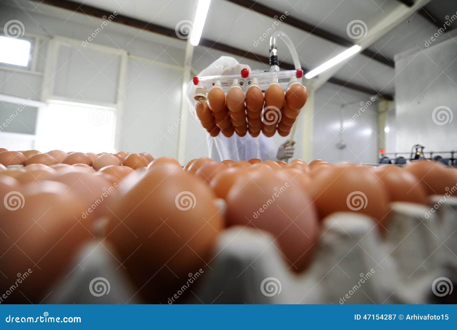 Eggs stock image. Image of belt, food, eggs, processing - 47154287