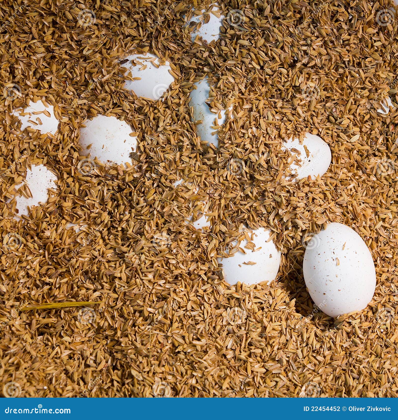 EGGs in Rice Chaff stock photo. Image of cereal, barley - 22454452
