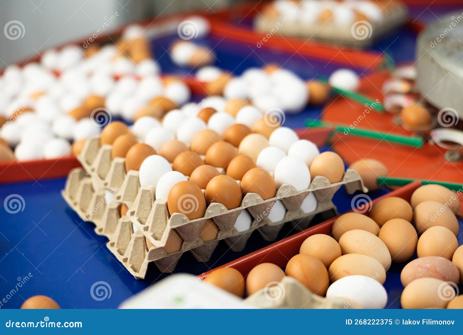 Eggs in Modernized Sorting Shop Stock Image - Image of conveyor, rows ...