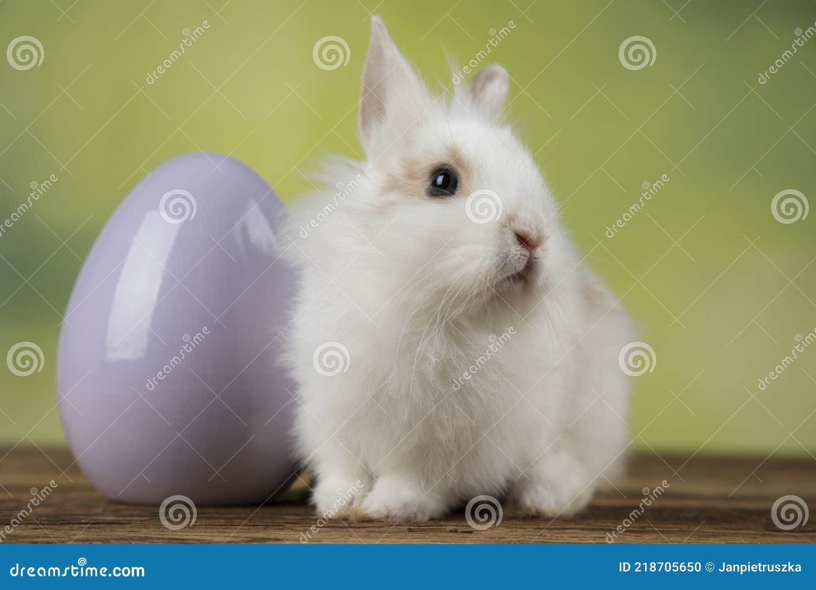Eggs,Spring Baby Bunny, Happy Easter Background Stock Photo - Image of ...