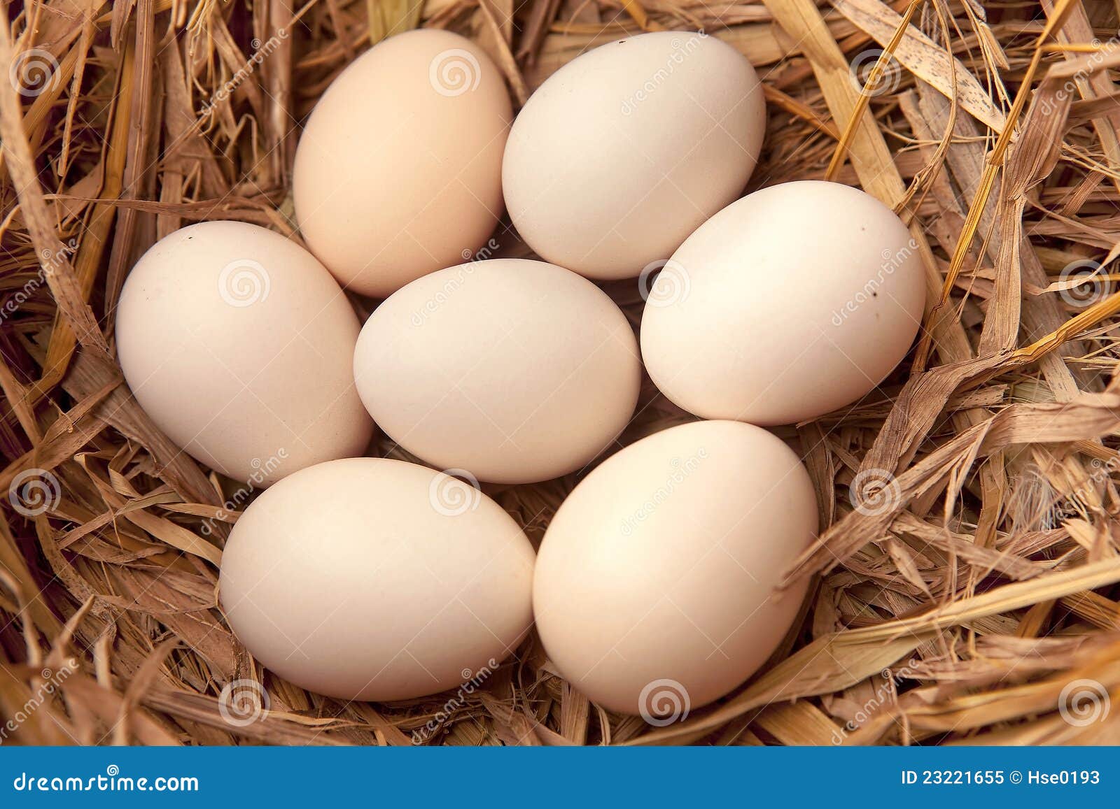 Eggs in straw nest stock image. Image of poultry, bird - 23221655
