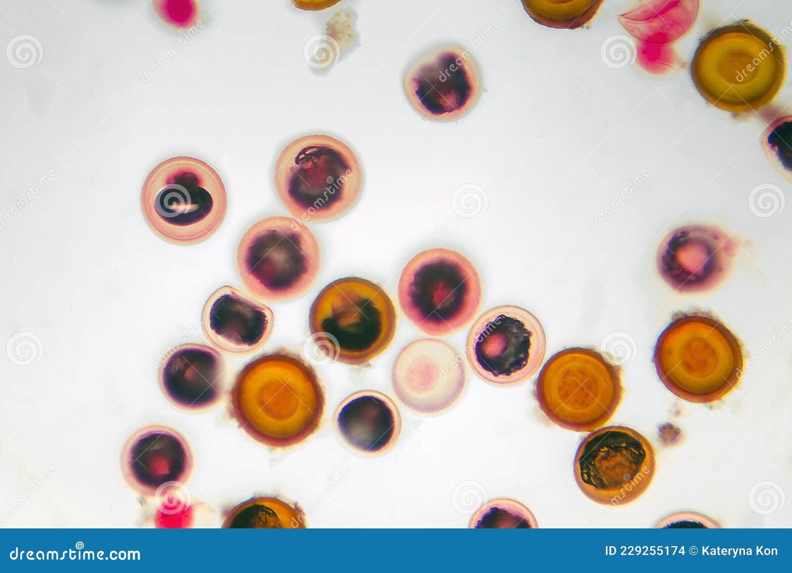 Eggs of Tapeworm Taenia, Pork Tapeworm Stock Photo - Image of ...