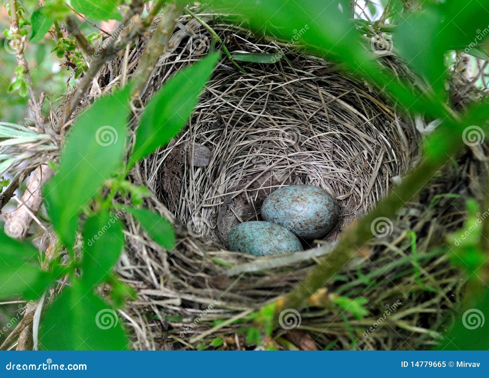 The eggs in a tree nest. stock image. Image of ground - 14779665