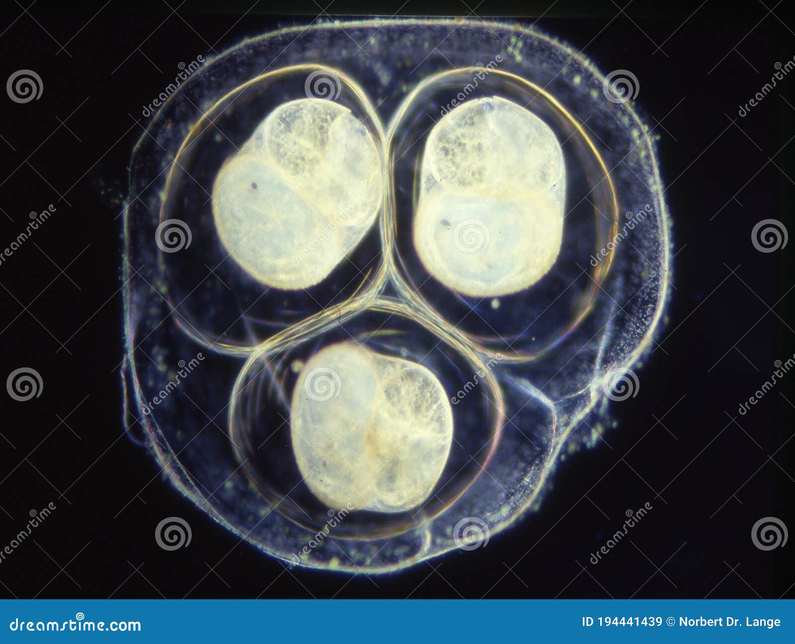 Eggs of the water snail stock image. Image of microscopy - 194441439
