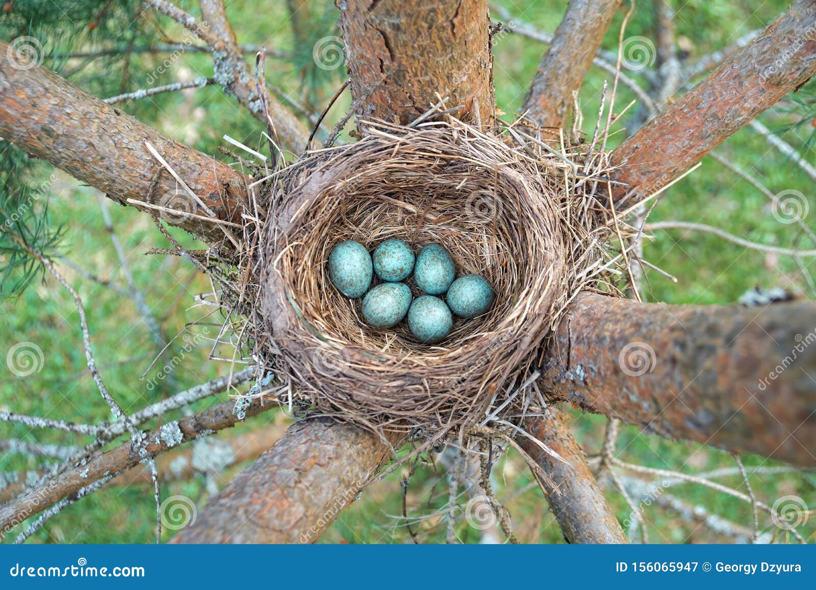 Eggs of a Wild Bird Thrush Lying in the Nest on the Ptine Tree Stock ...