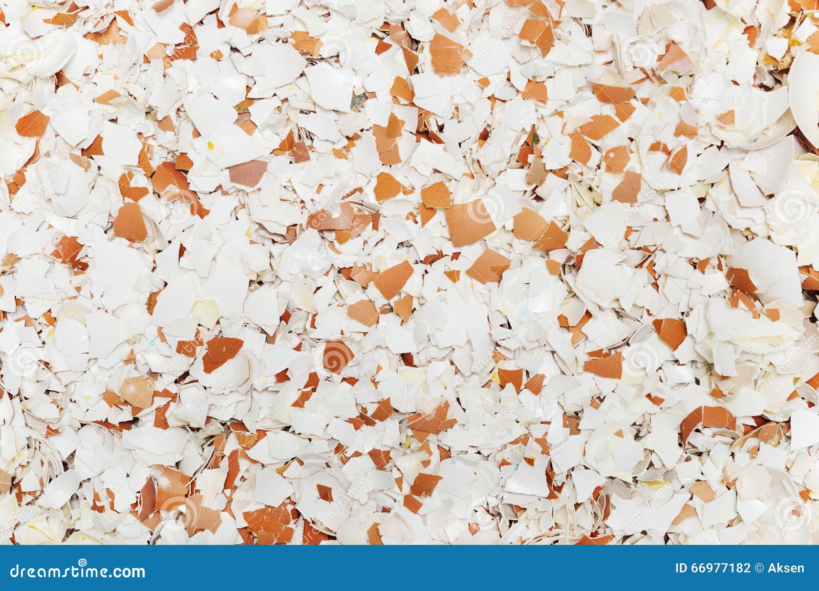 Eggshell stock photo. Image of fine, dirty, shell, eggshells - 66977182
