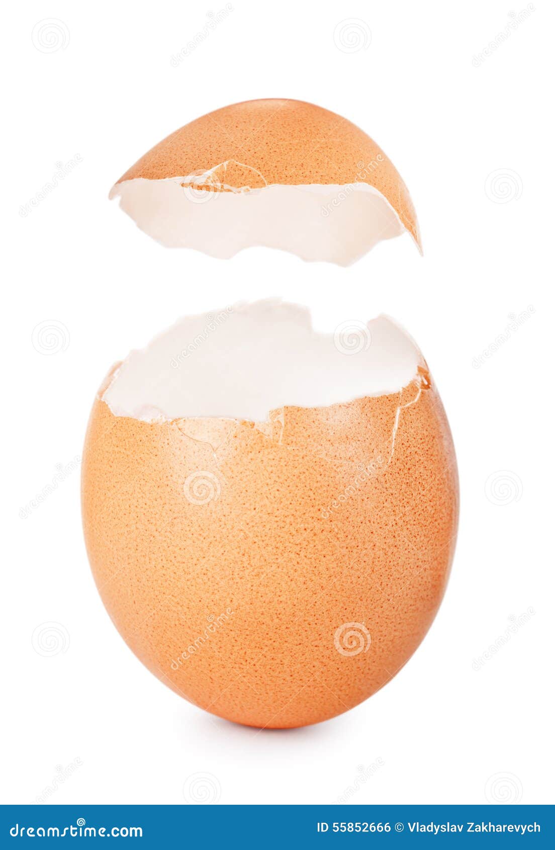 Eggshell stock photo. Image of object, life, clean, absence - 55852666