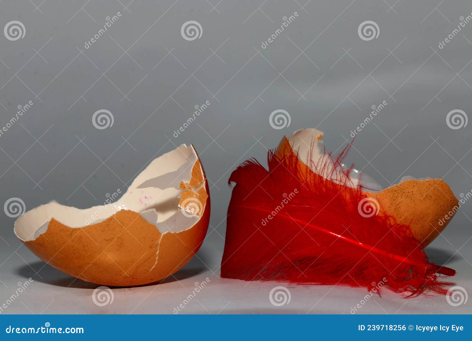 Eggshell and Red Feather on a White Background Stock Photo - Image of ...