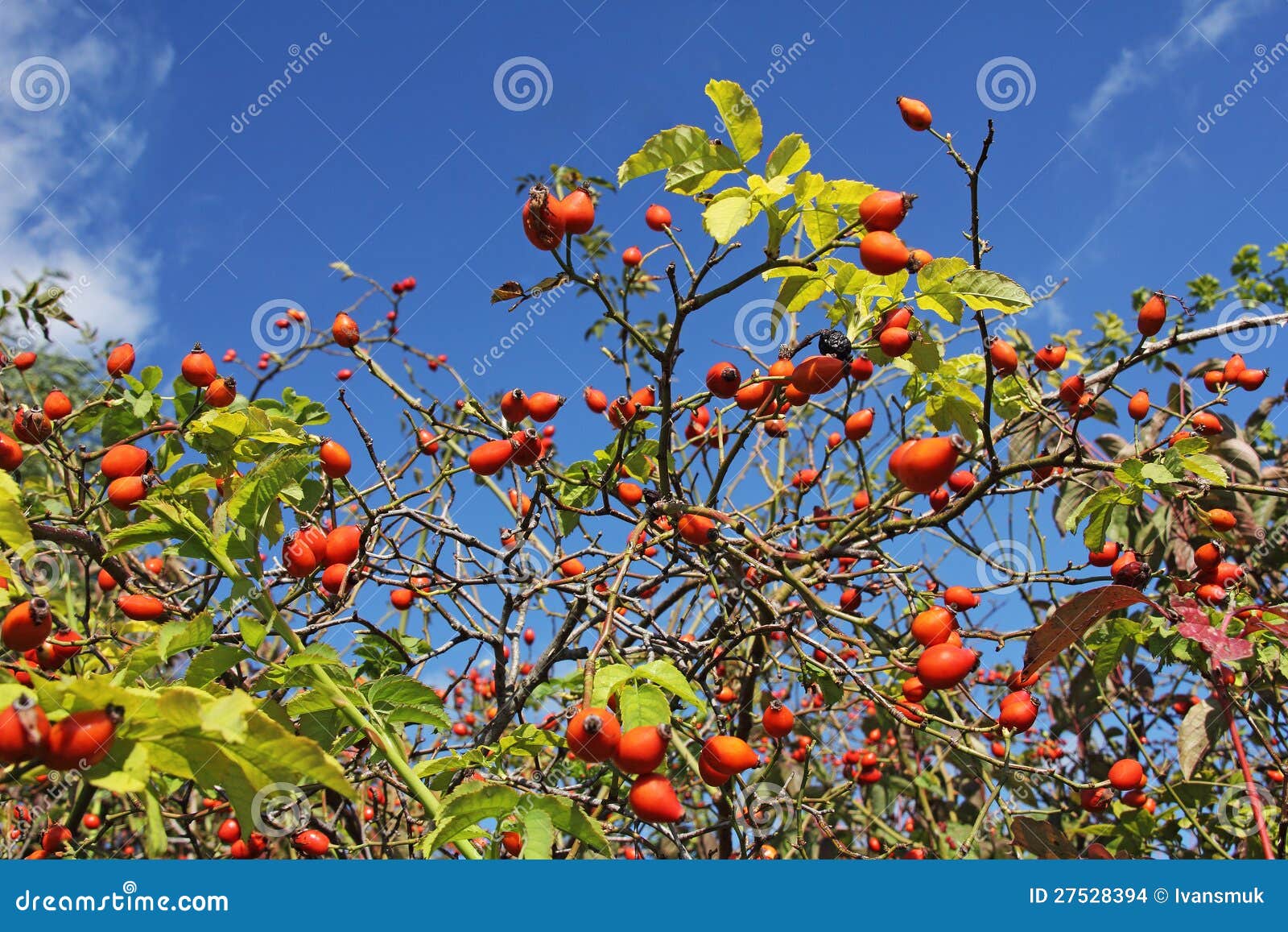 Eglantine photo stock. Image of beau, botanique, rouge - 27528394