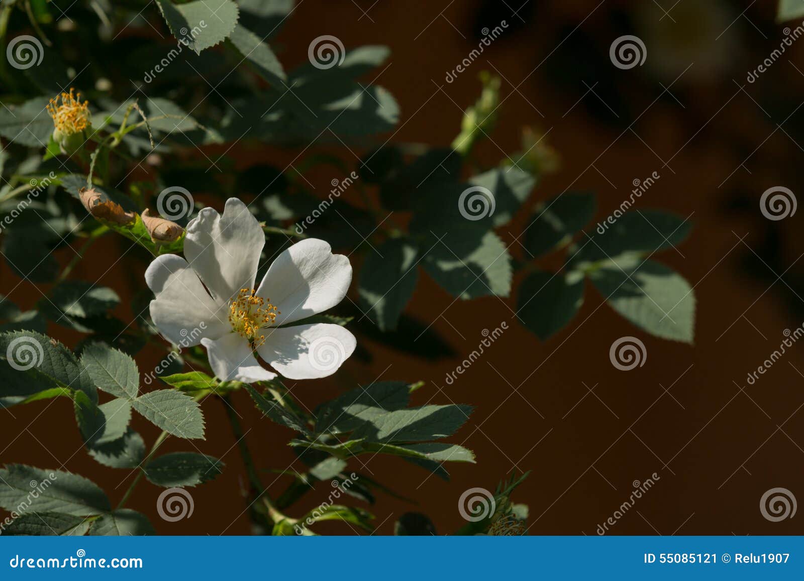 Eglantine stock image. Image of canker, close, briar - 55085121