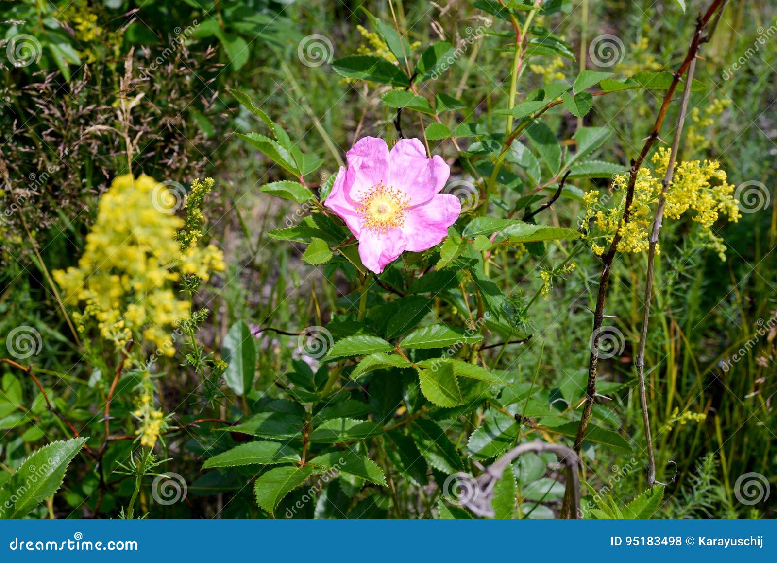 Eglantine Flower rosada foto de archivo. Imagen de flor - 95183498