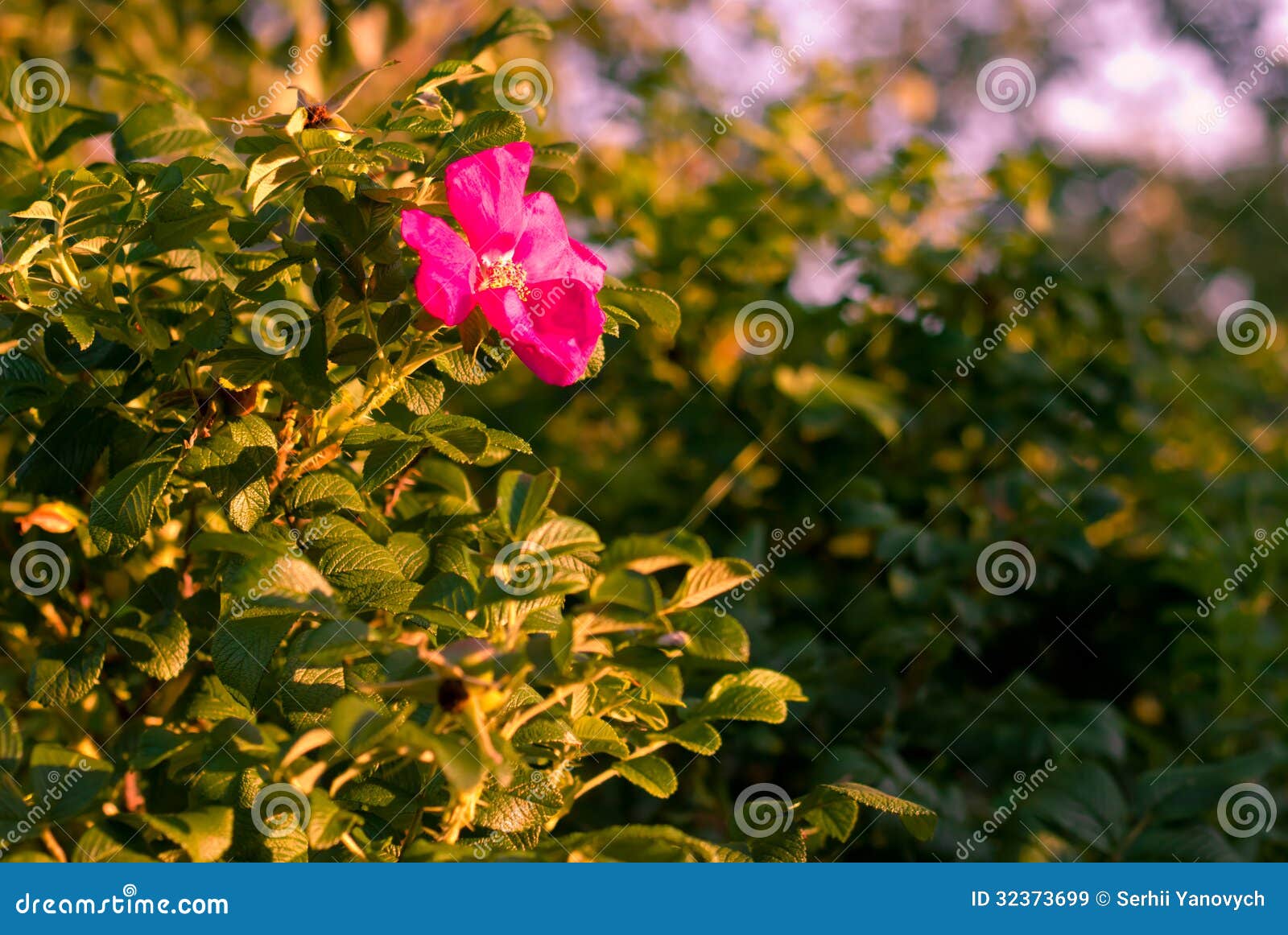 Eglantine stock image. Image of garden, hawthorn, cankerrose - 32373699