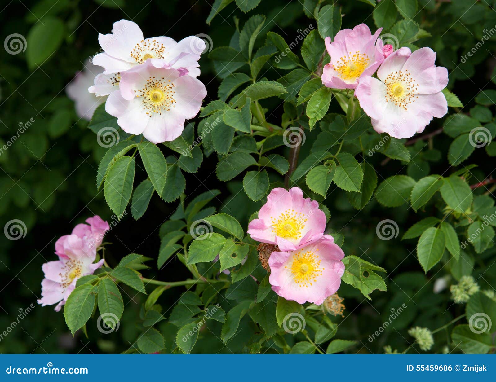 Eglantine stock photo. Image of pink, gift, flower, colors - 55459606