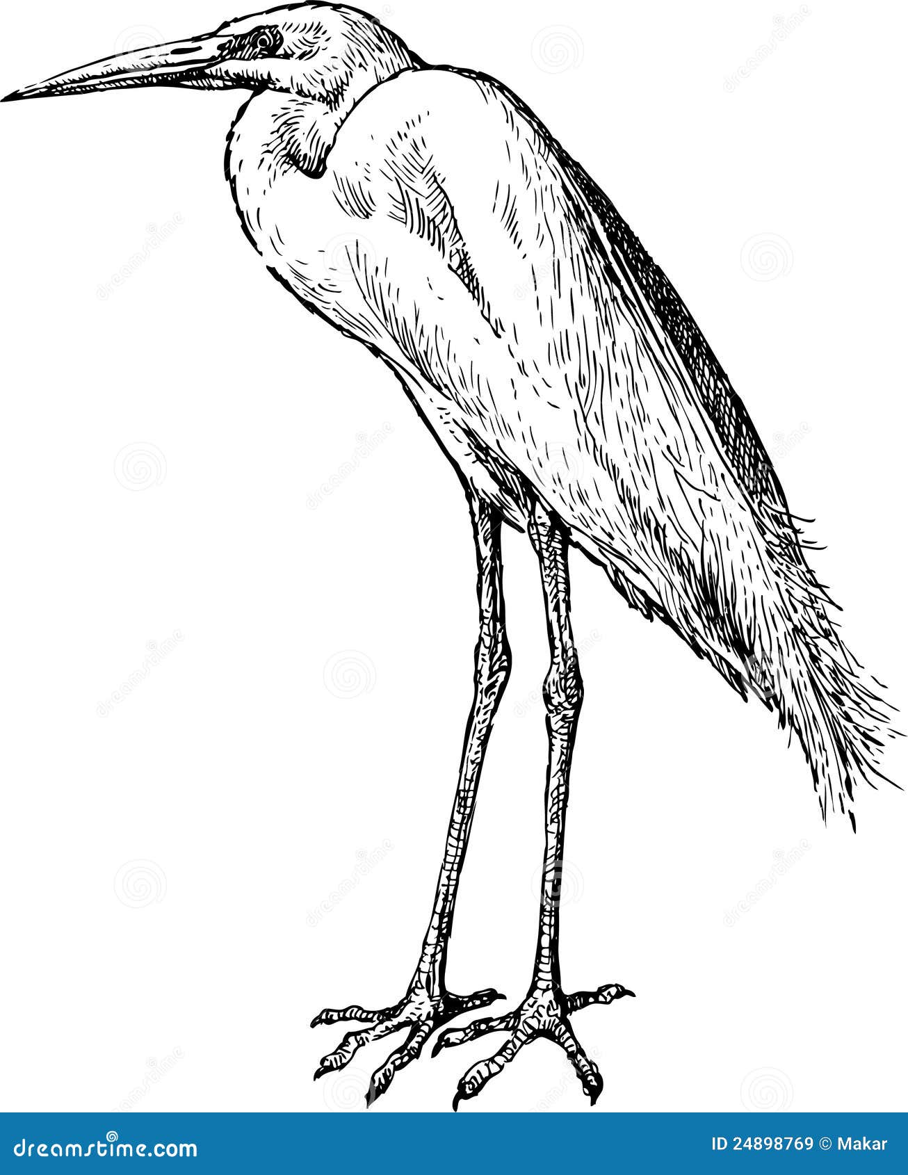 Egret Vector Illustration | CartoonDealer.com #15129926