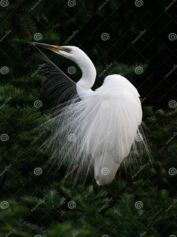 Egret angel stock photo. Image of engaging, golden, interest - 5573130