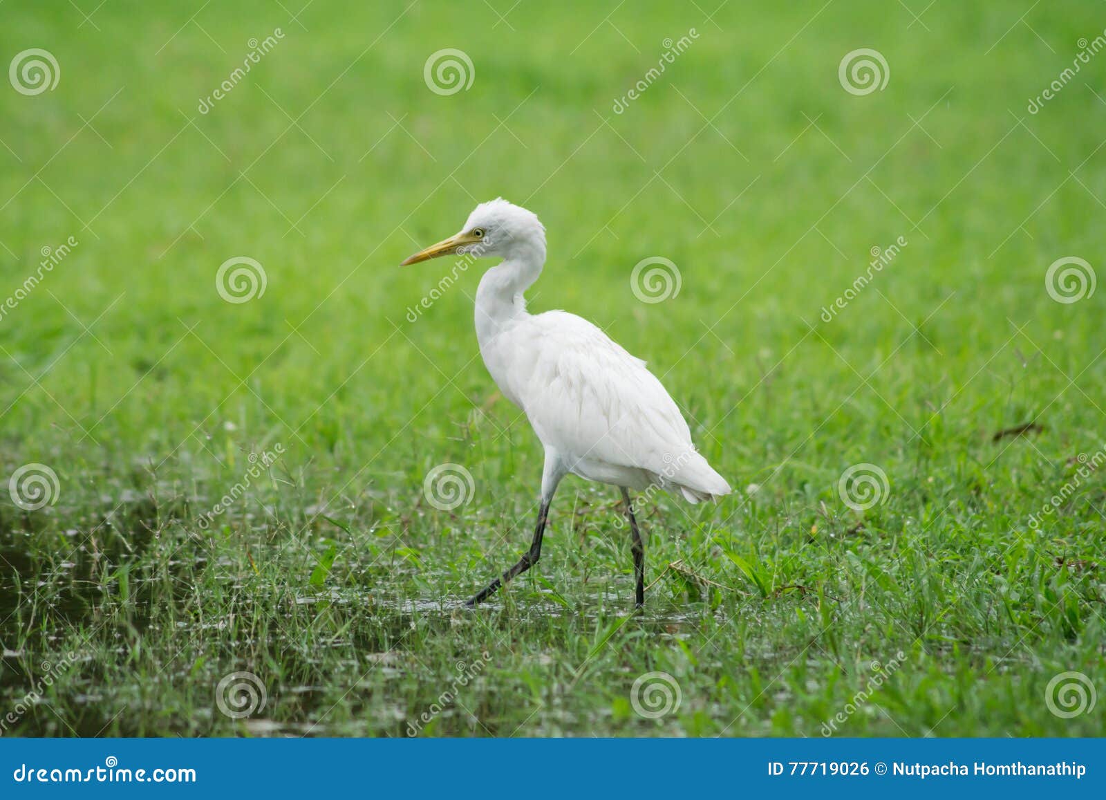 Egret bird. stock photo. Image of nature, fishing, wild - 77719026