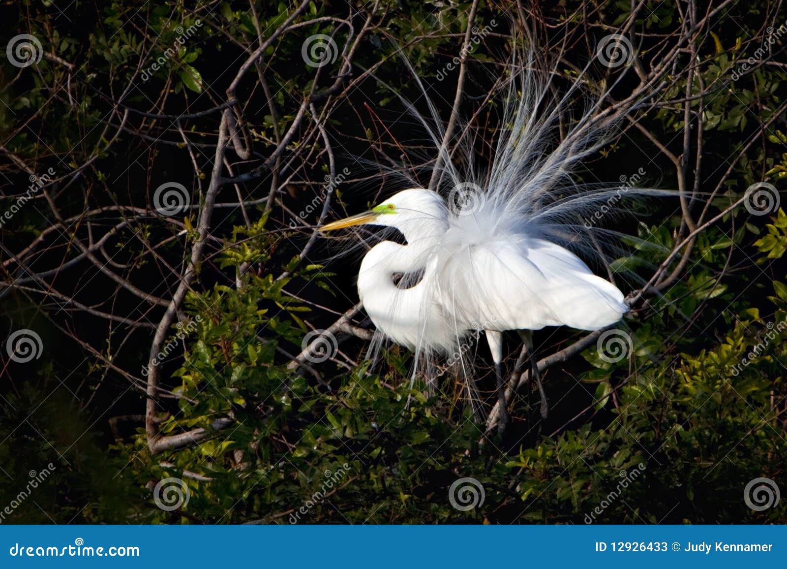 Egret Bird with Breeding Plumage Stock Image - Image of plumage, bird ...