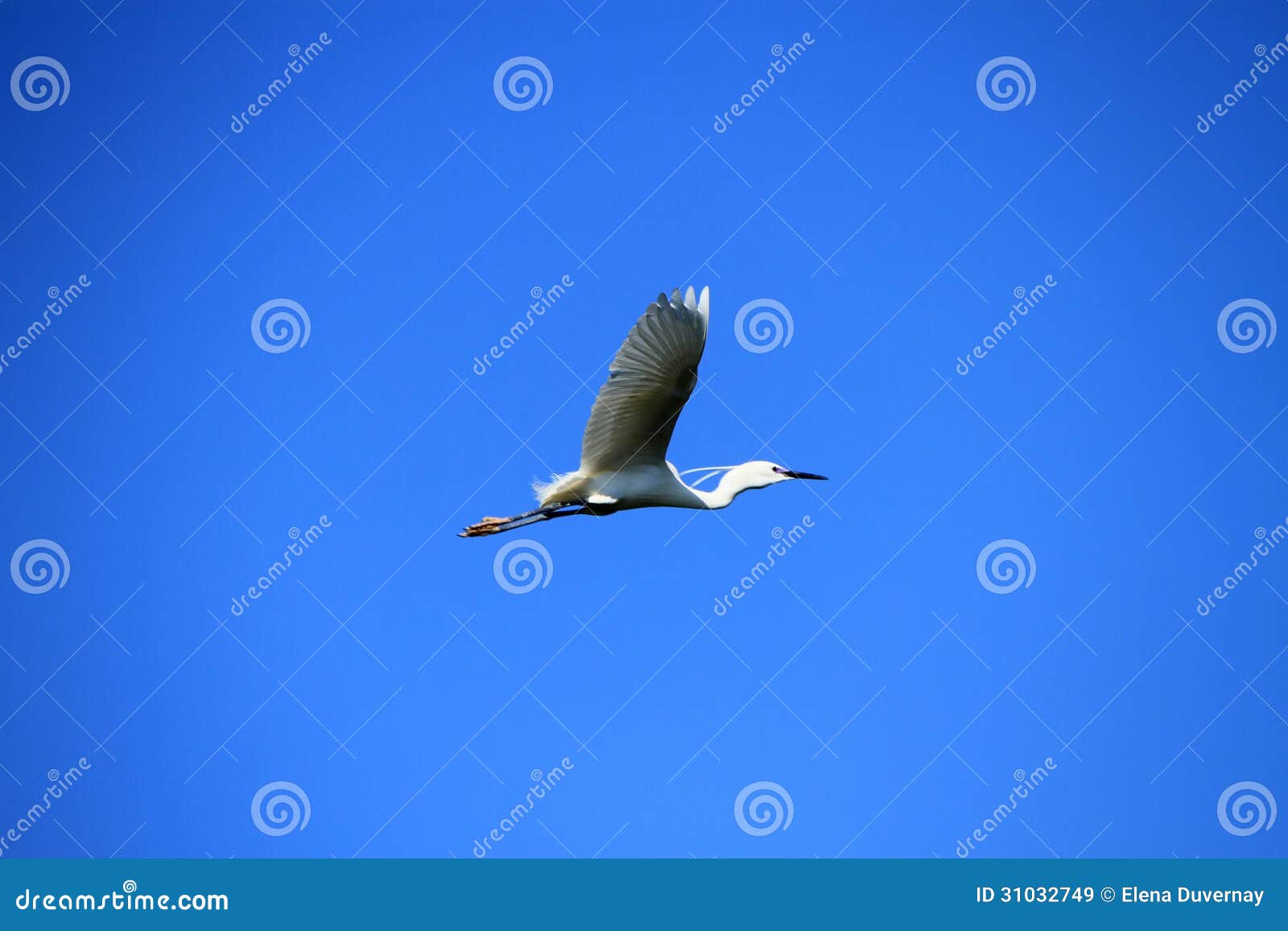 Egret bird flying stock image. Image of flight, blue - 31032749