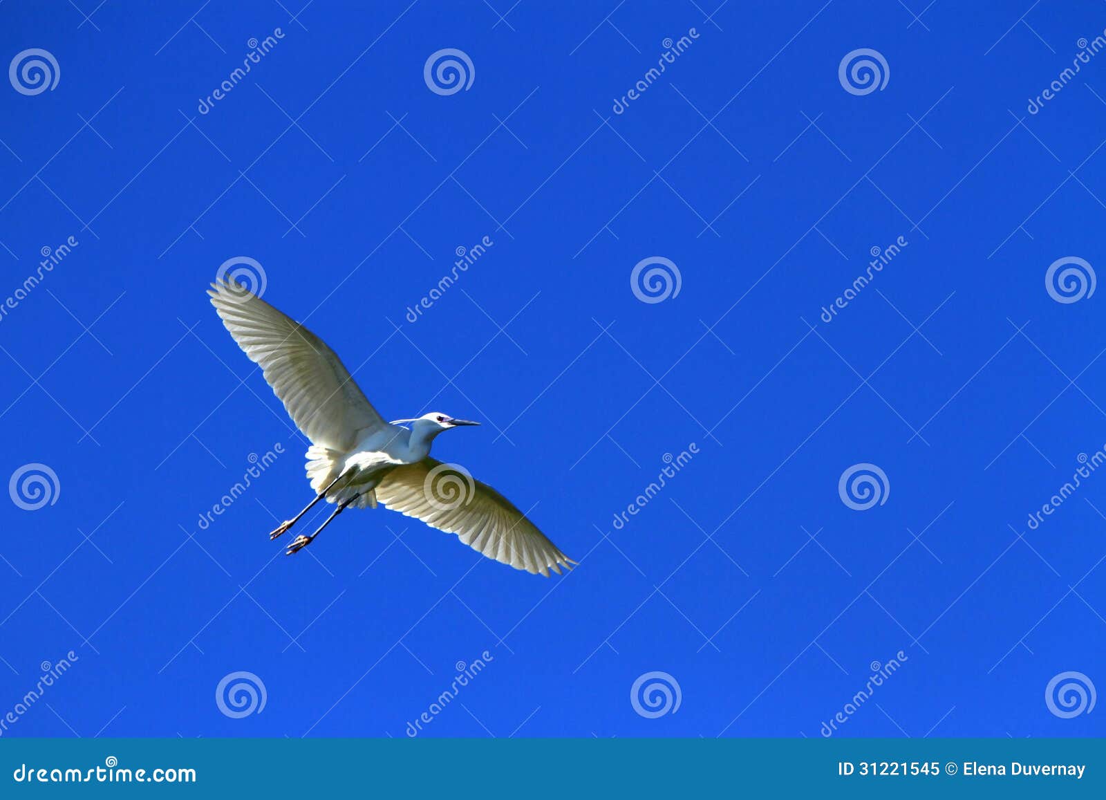 Egret bird flying stock image. Image of flying, avian - 31221545