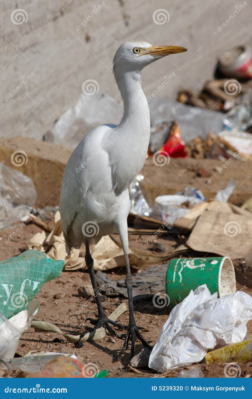 Egret bird on the landfill stock photo. Image of stack - 5239320