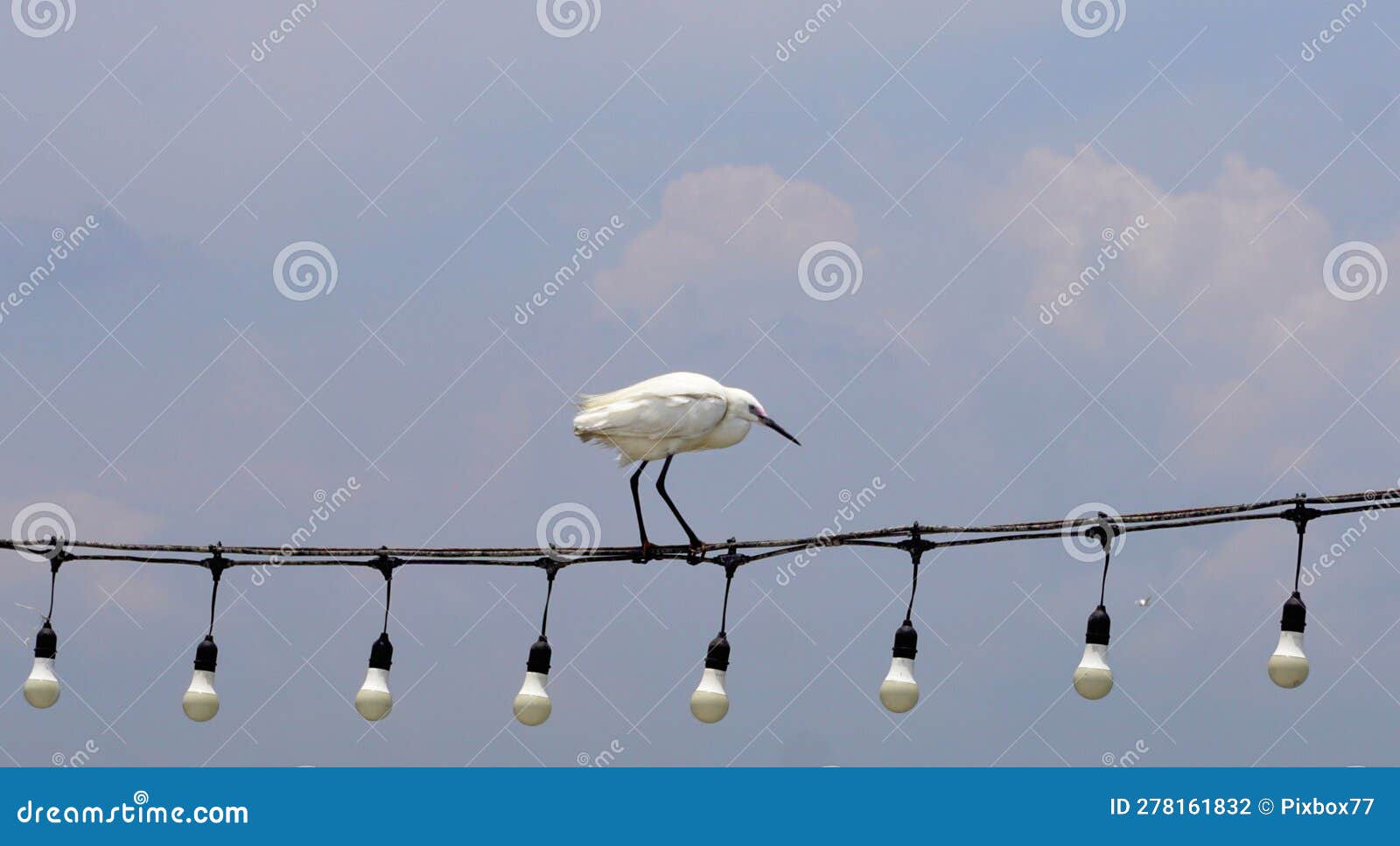 Egret Bird on Light Bulb Wire with Sky Background Stock Photo - Image ...