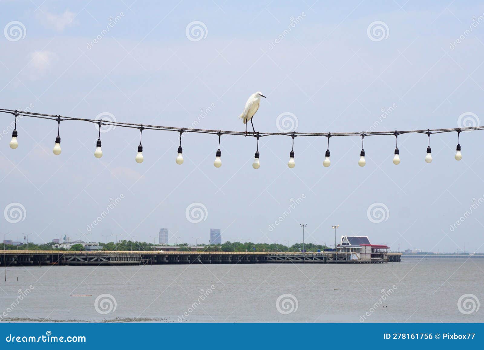 Egret Bird on Light Bulb Wire with Sky Background Stock Photo - Image ...