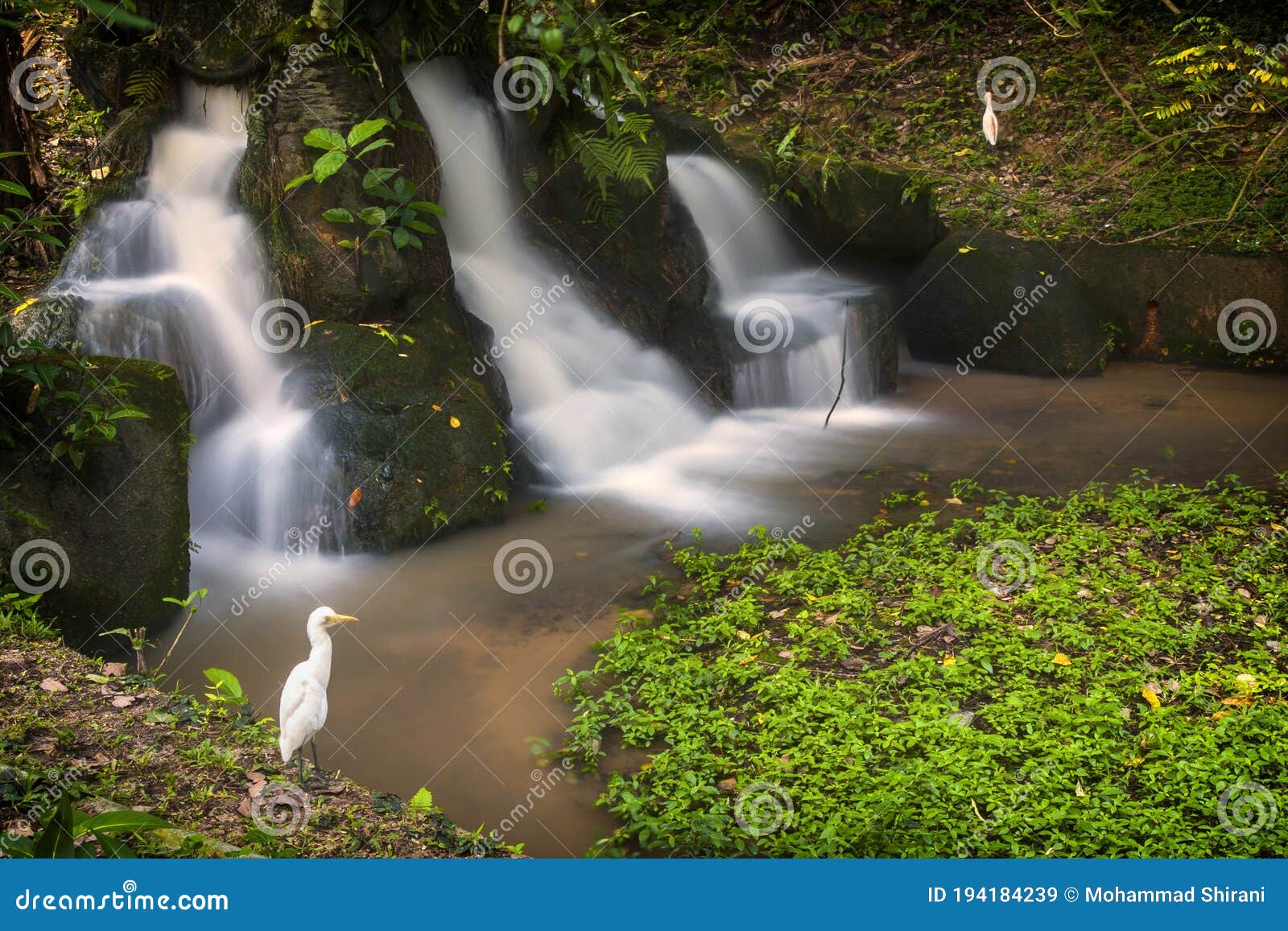 Small Waterfall with a White Bird Stock Image - Image of motion, beauty ...